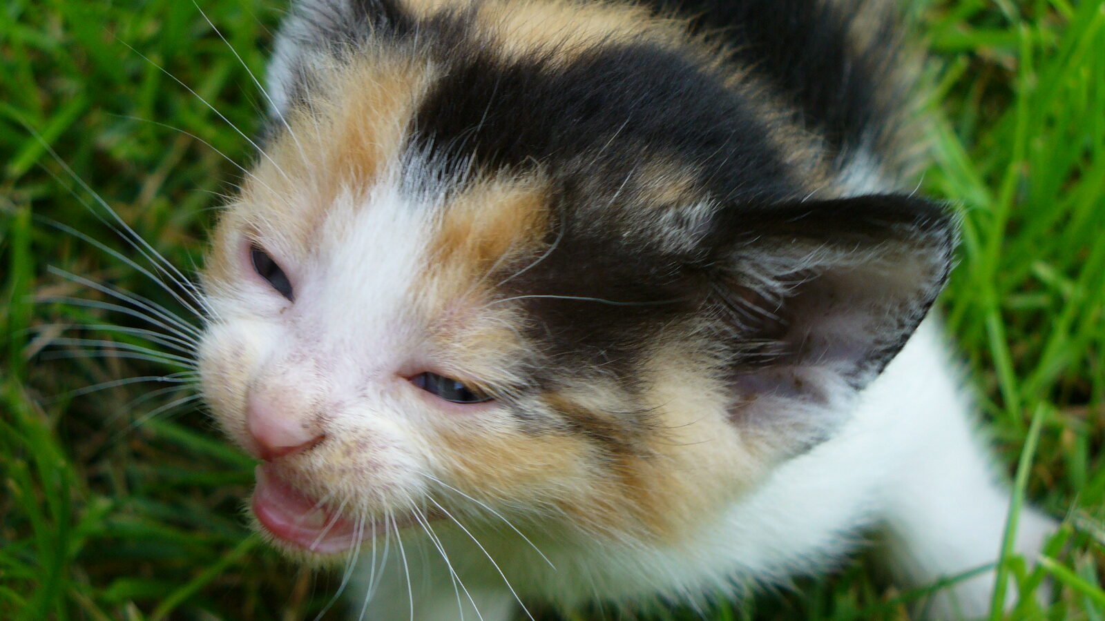 6. ¿Por qué mi gato se da el lujo de maullar tanto? - Koolkat & Ecokat